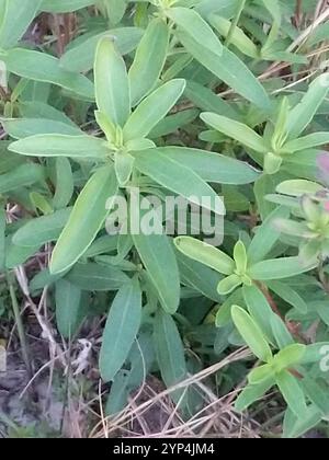 Marsh elders (Iva Stock Photo - Alamy