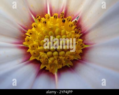 Sticky Rain Daisy (Dimorphotheca cuneata Stock Photo - Alamy