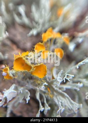 Golden-eye Lichen (Teloschistes chrysophthalmus Stock Photo - Alamy