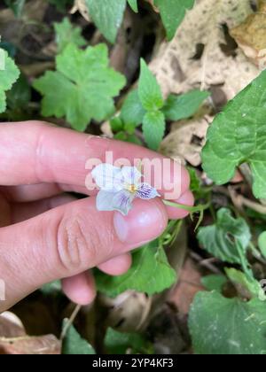 Mountain Violet (Viola betonicifolia Stock Photo - Alamy