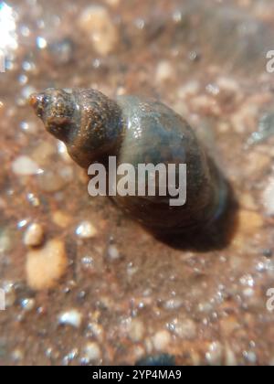 Dwarf pond snail (Galba truncatula, Lymnaea truncatula), North Rhine ...