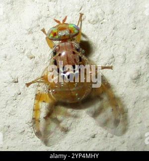 Marula Fruit Fly (Ceratitis cosyra Stock Photo - Alamy