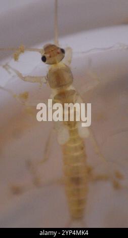 Small Winter Stoneflies (Capniidae Stock Photo - Alamy