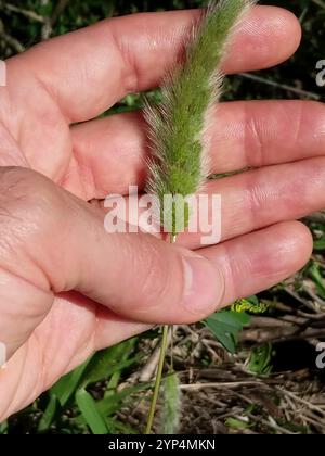 rabbitfoot grass (Polypogon monspeliensis Stock Photo - Alamy