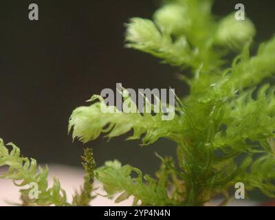 Bolander's claopodium moss (Claopodium bolanderi Stock Photo - Alamy