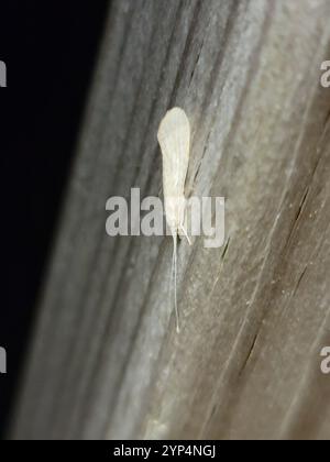 White Miller Caddisflies (Nectopsyche Stock Photo - Alamy