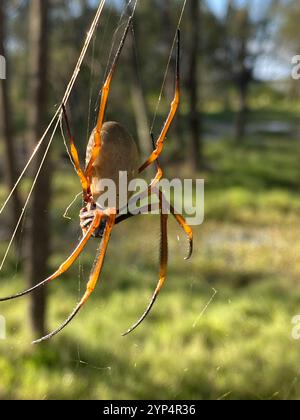 Tiger Spider (Trichonephila plumipes Stock Photo - Alamy