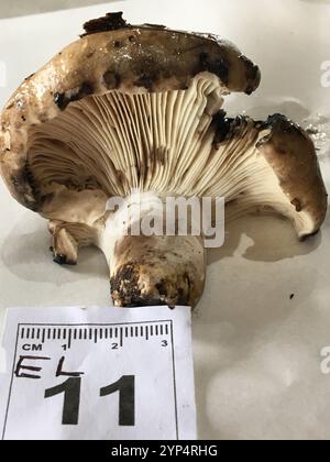 Blackening Russula (Russula albonigra Stock Photo - Alamy