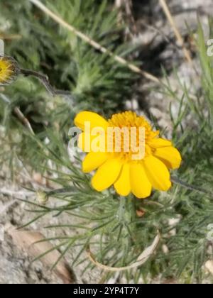 Parralena (Thymophylla pentachaeta Stock Photo - Alamy