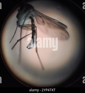 Predatory Fungus Gnats (Keroplatidae Stock Photo - Alamy