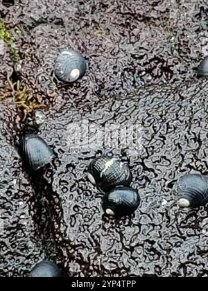 Hawaiian Black Nerite (Nerita picea Stock Photo - Alamy