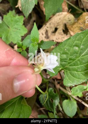 Mountain Violet (Viola betonicifolia Stock Photo - Alamy