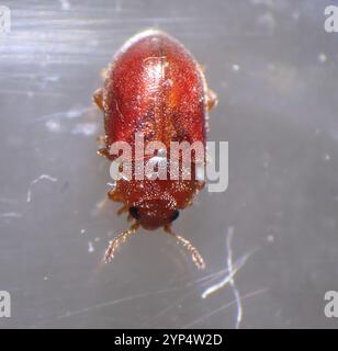 Red Marsh Ladybird (Coccidula rufa Stock Photo - Alamy