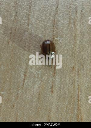 Larch Lady Beetle (Aphidecta obliterata Stock Photo - Alamy