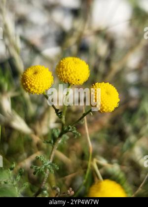 stinknet (Oncosiphon pilulifer Stock Photo - Alamy