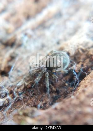 Hackledmesh Weavers (Amaurobiidae Stock Photo - Alamy