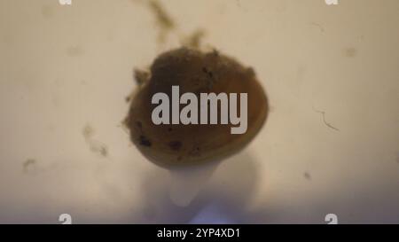 Pea Clams (Sphaeriidae Stock Photo - Alamy