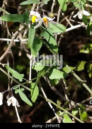 Texas nightshade (Solanum triquetrum Stock Photo - Alamy