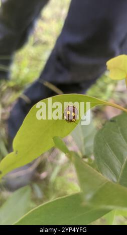 Eucalypt Leaf Beetle (Paropsis maculata Stock Photo - Alamy
