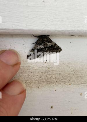 A Woolly Gray Moth (Lycia ypsilon) caterpillar (larva) mimics a twig ...