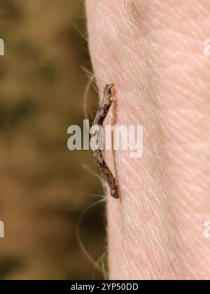 Forest Semilooper (Declana floccosa Stock Photo - Alamy