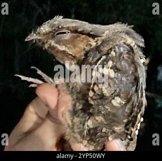 Common Pauraque and Scrub Nightjar (Nyctidromus Stock Photo - Alamy
