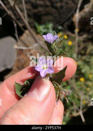 Small Blue Convolvulus (Convolvulus siculus siculus Stock Photo - Alamy