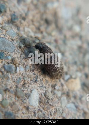 Clover Weevil (Sitona hispidulus Stock Photo - Alamy