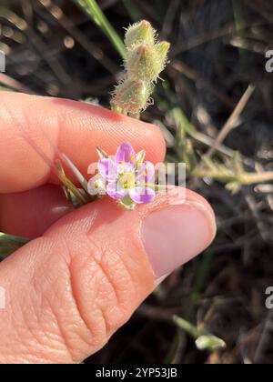 Saltmarsh Sand Spurry (Spergularia marina Stock Photo - Alamy