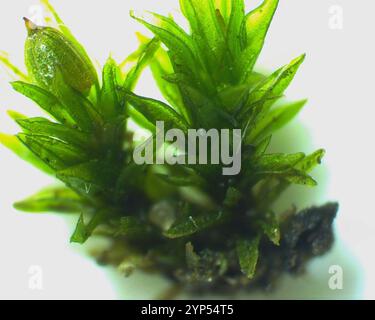 Starry Bristle Moss (Orthotrichum stellatum Stock Photo - Alamy