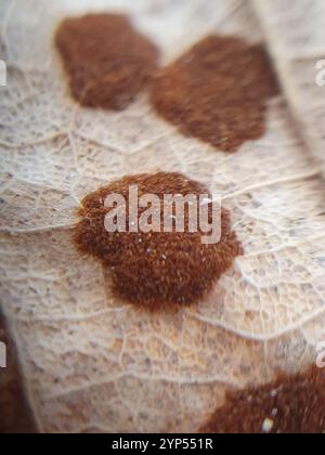 Sycamore Felt Gall Mite (Aceria pseudoplatani Stock Photo - Alamy