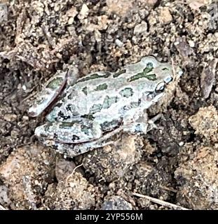 Spotted Chorus Frog (Pseudacris clarkii) male profile, Sabal Palm ...