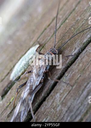 Winter Stoneflies (Taeniopterygidae Stock Photo - Alamy