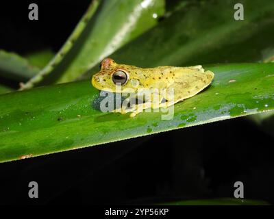 Banana Tree Dwelling Frog (Boana platanera), Amphibia, Antón, Panamá ...