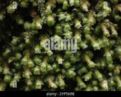 Yellow-ladle Liverwort (Scapania bolanderi Stock Photo - Alamy