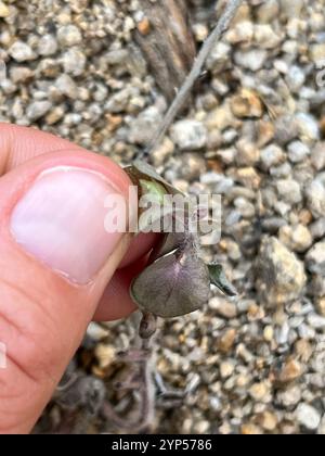 three hearts (Tricardia watsonii Stock Photo - Alamy