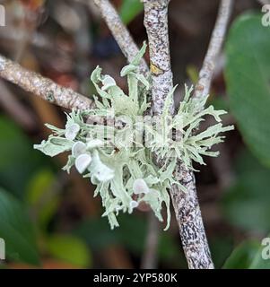 bushy lichens, sea-fog lichens, and allies (Ramalinaceae Stock Photo ...