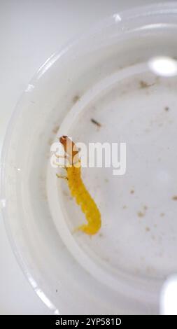 Little Black Caddisflies (Chimarra Stock Photo - Alamy