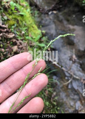 Shiny Wedgegrass (Sphenopholis nitida Stock Photo - Alamy