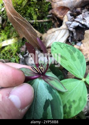 Mississippi River wakerobin (Trillium foetidissimum Stock Photo - Alamy