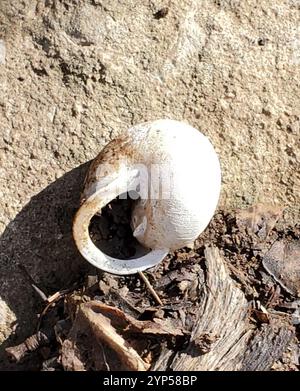 Toothed Globe Snail (Mesodon zaletus Stock Photo - Alamy