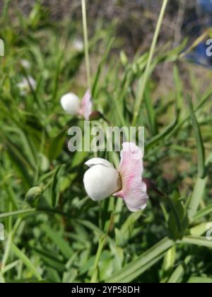Indian pea (Lathyrus sativus Stock Photo - Alamy