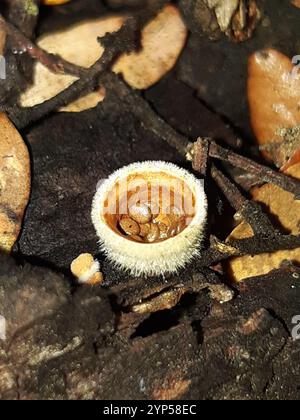 woolly bird's nest fungus (Nidula niveotomentosa) Fungi Stock Photo - Alamy