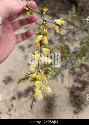 Blackbrush Acacia (Vachellia rigidula Stock Photo - Alamy
