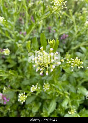 garlic penny-cress (Mummenhoffia alliacea) Plantae Stock Photo - Alamy
