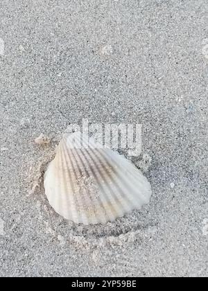 Chemnitz's ark clam (Anadara chemnitzii Stock Photo - Alamy