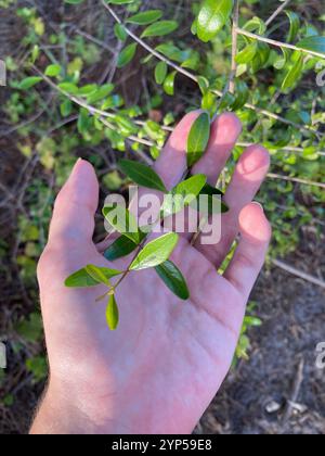 Florida swampprivet (Forestiera segregata Stock Photo - Alamy