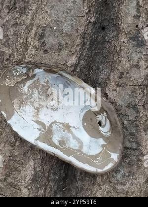 Eastern Elliptio (Elliptio complanata Stock Photo - Alamy