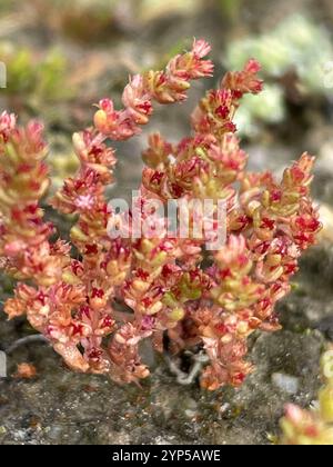 sand pygmyweed (Crassula connata Stock Photo - Alamy