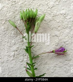 Pretty Lady (Cleome rubella Stock Photo - Alamy